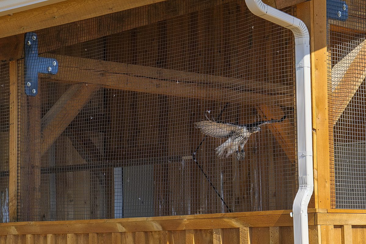 Timberlyne | The Falcon Barn