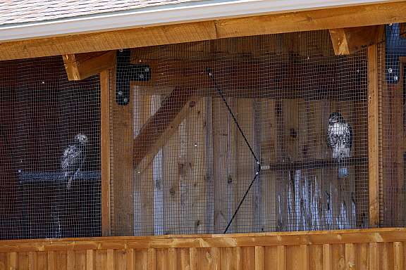 Timberlyne | The Falcon Barn
