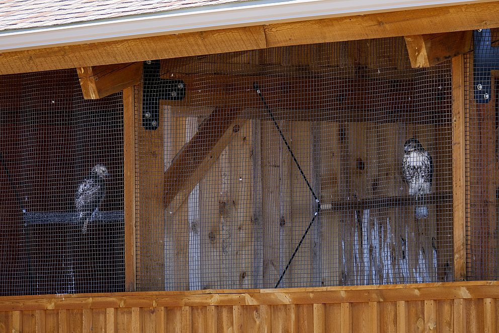 Timberlyne | The Falcon Barn
